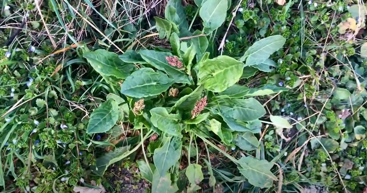 Măcrișul, mai mult decât o plantă acrișoară – 10 beneficii esențiale ...